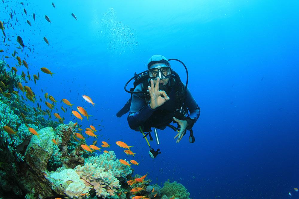 Intro Diving - Saba Safari